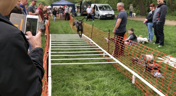 Really liked this dog show! Especially the dog long jump! - Ethical Much